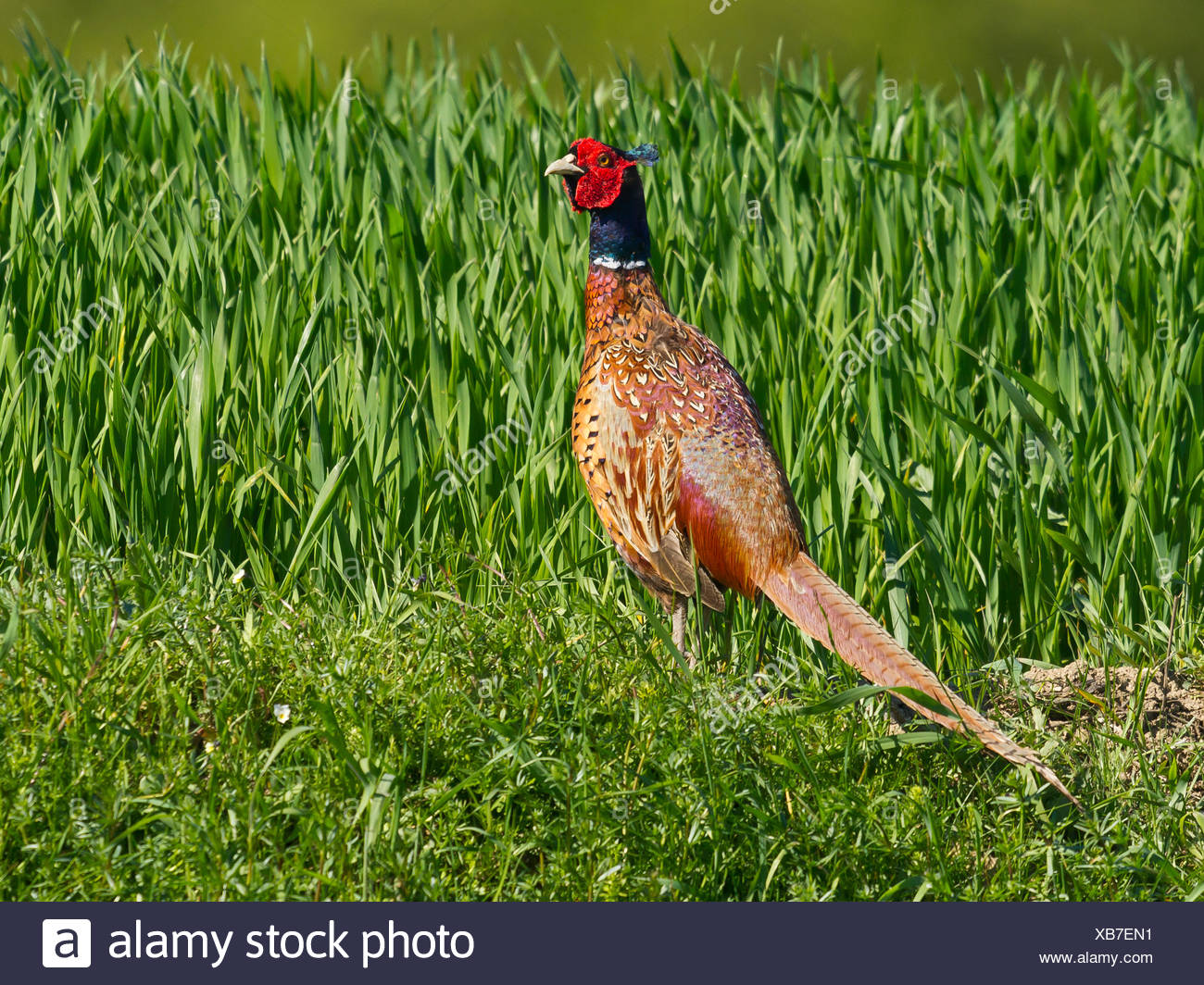 Rooster Pheasant High Resolution Stock Photography and Images - Alamy