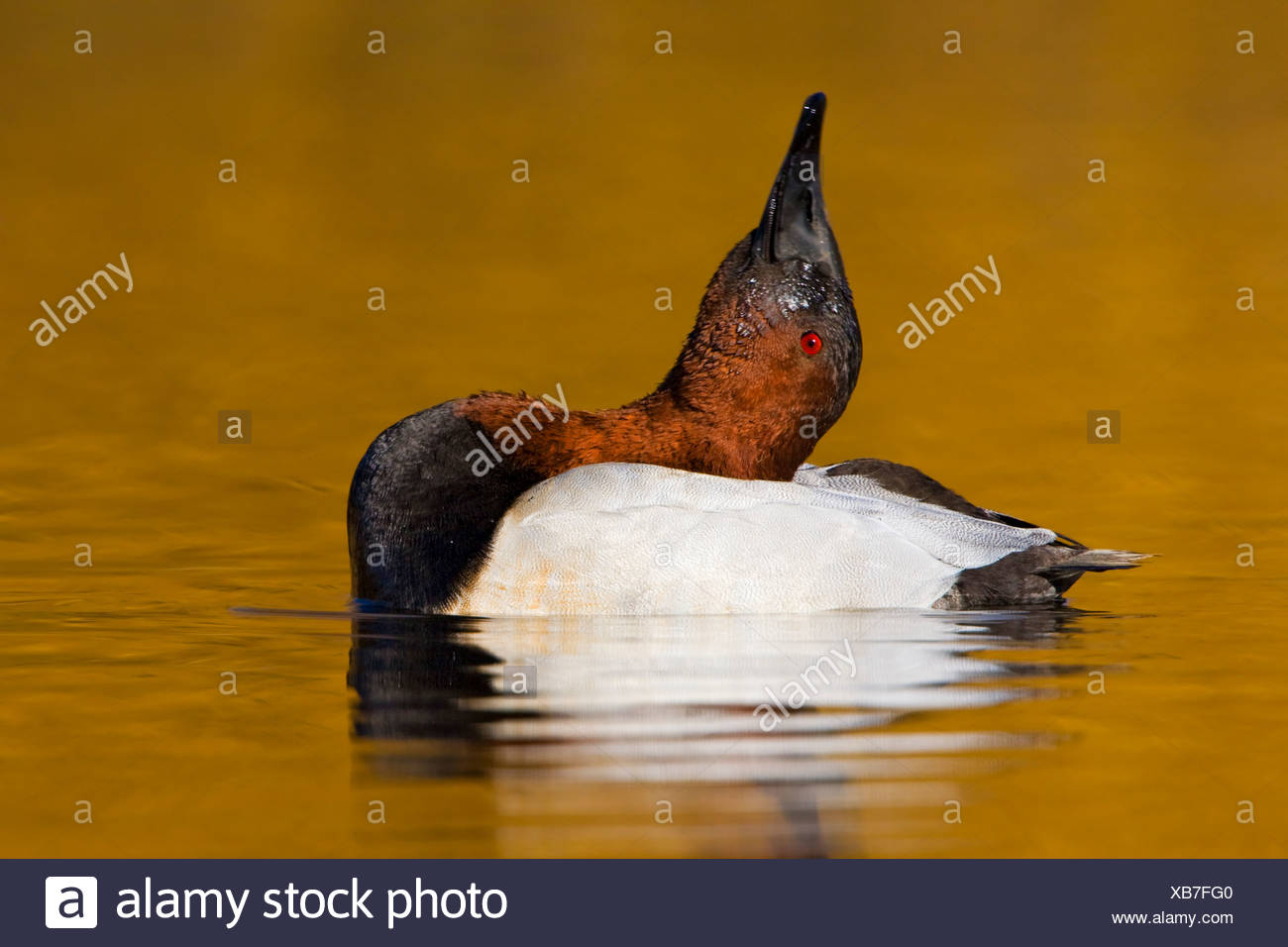 Canvasback Duck High Resolution Stock Photography and Images - Alamy