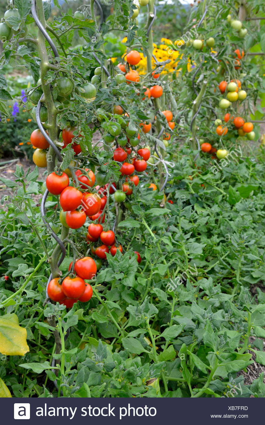 Tomato Fruits Solanum Lycopersicum High Resolution Stock Photography ...