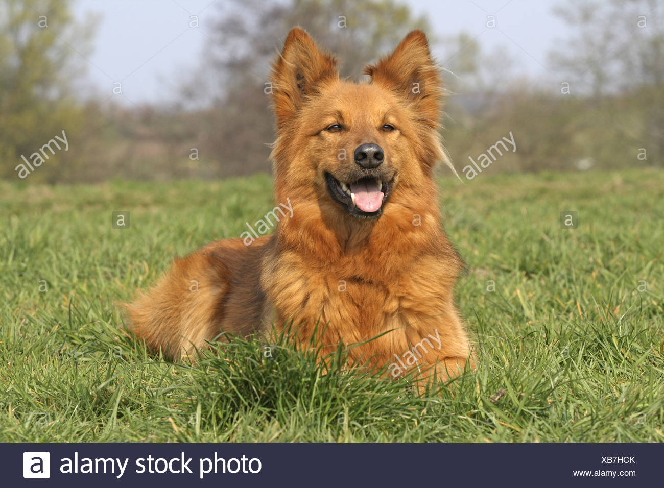 Harzer Fuchs High Resolution Stock Photography and Images - Alamy