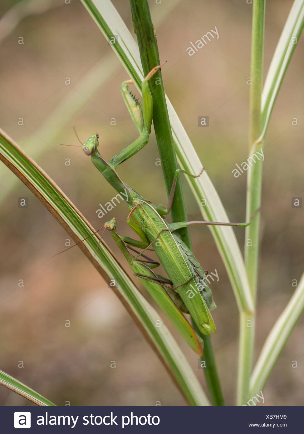 Mantis Mating Stock Photos & Mantis Mating Stock Images - Alamy