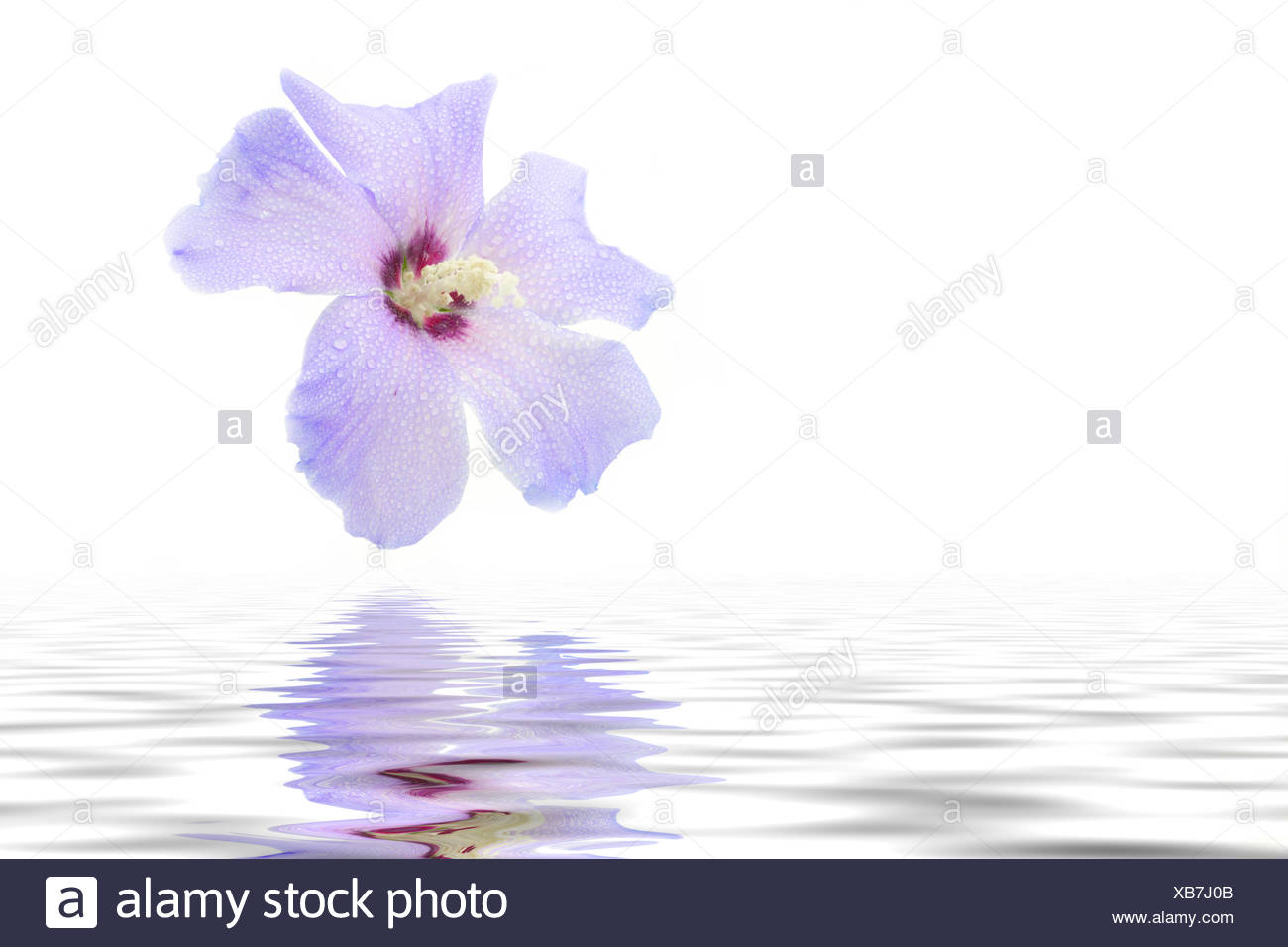 Blue Hibiscus High Resolution Stock Photography and Images - Alamy
