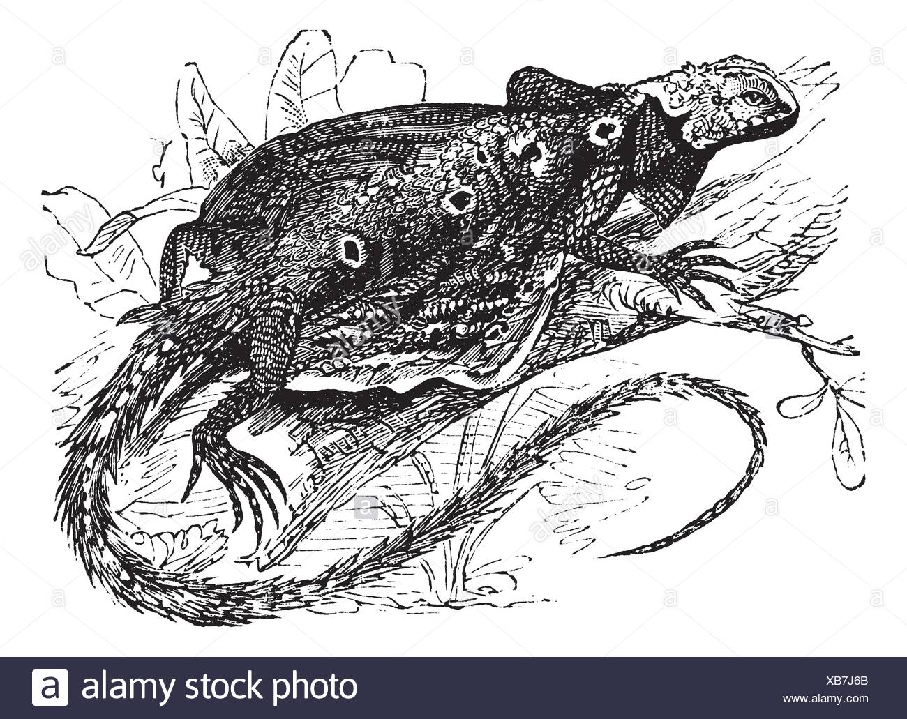 Vintage Dragon Illustration High Resolution Stock Photography and ...