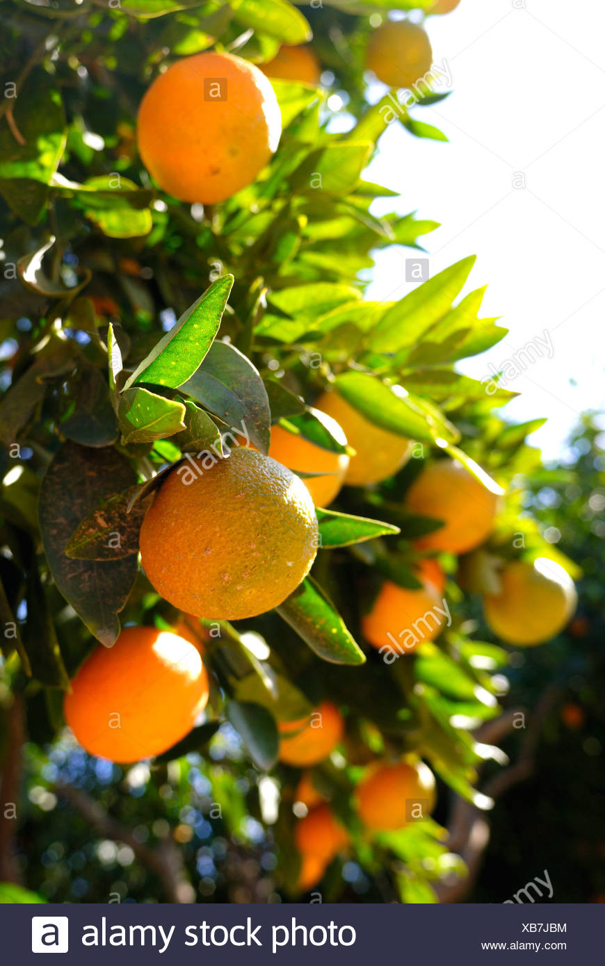 Citrus Trees Israel High Resolution Stock Photography and Images - Alamy