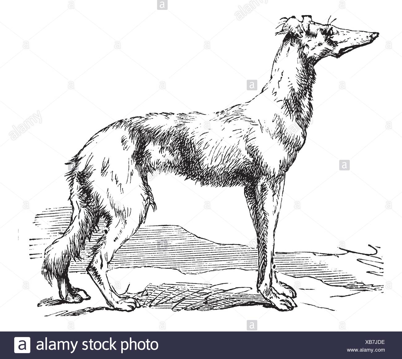 Ancient Egypt Hunting High Resolution Stock Photography and Images - Alamy