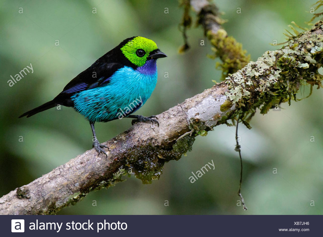 Paradise Tanager Birds High Resolution Stock Photography and Images - Alamy