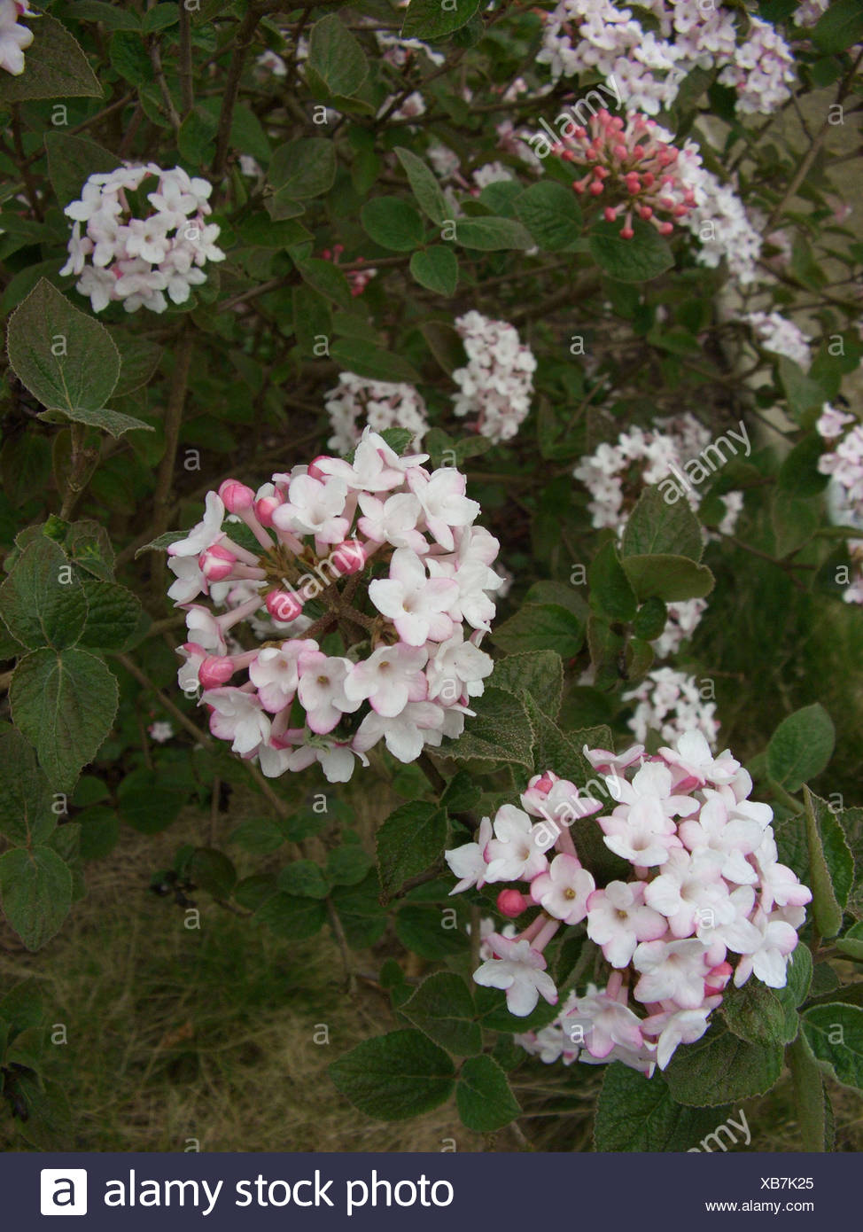 Viburnum Carlesii Spring Flower Stock Photos & Viburnum Carlesii Spring ...