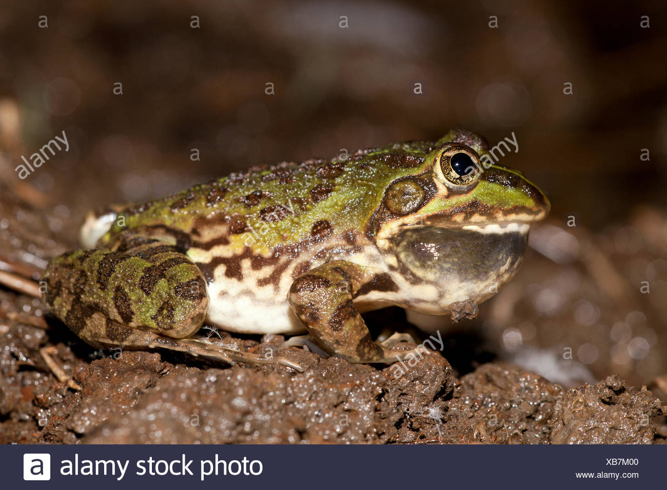 Angola River Frog High Resolution Stock Photography and Images - Alamy