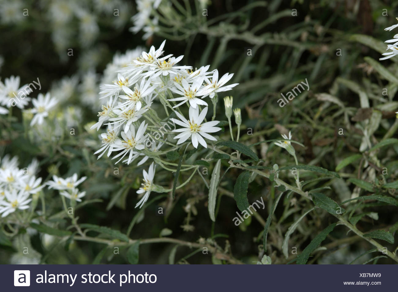 New Zealand Daisy Bush Stock Photos & New Zealand Daisy Bush Stock ...