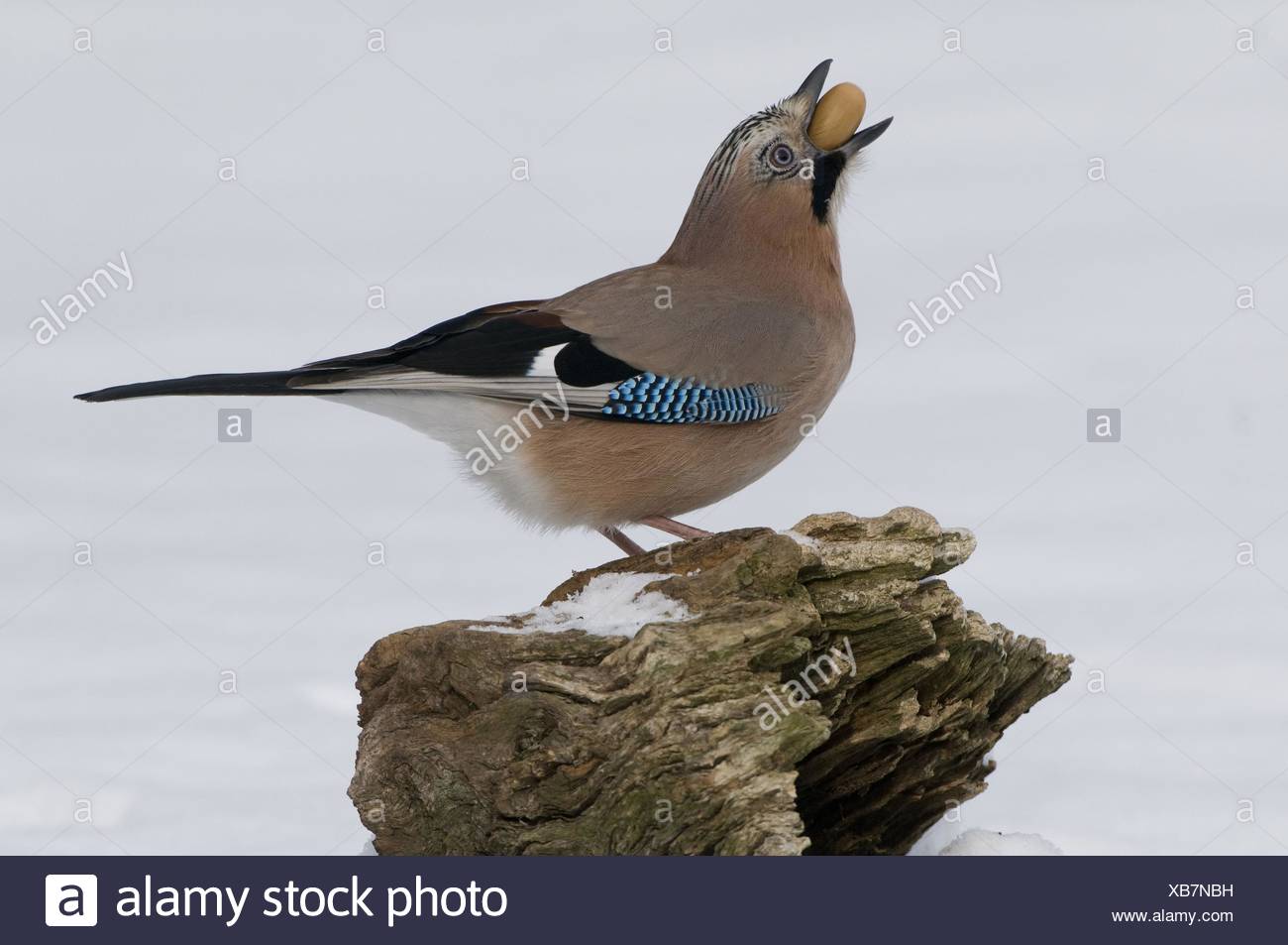 Jaybird High Resolution Stock Photography and Images - Alamy