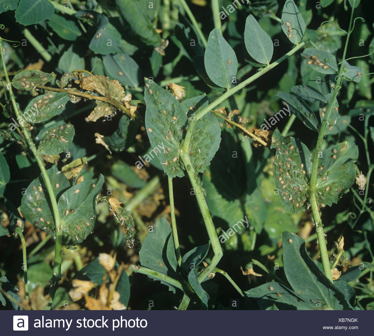 Pea Aphid Acyrthosiphon Pisum Stock Photos & Pea Aphid Acyrthosiphon ...