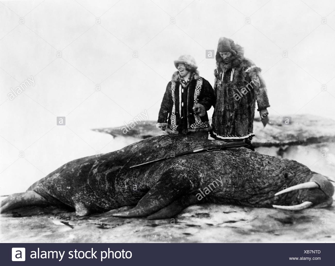 Hunt Walrus High Resolution Stock Photography and Images - Alamy
