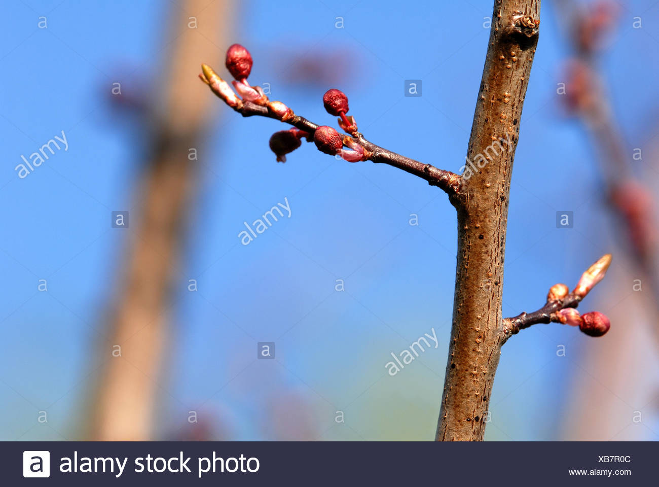 Blood Plum High Resolution Stock Photography and Images - Alamy