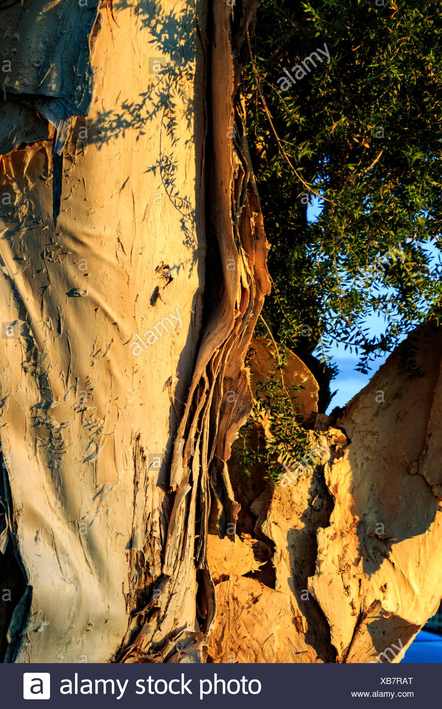 Punk Tree High Resolution Stock Photography and Images - Alamy
