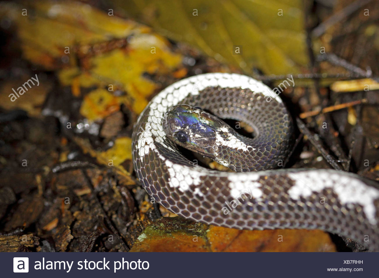Snakes Of Indonesia High Resolution Stock Photography and Images - Alamy