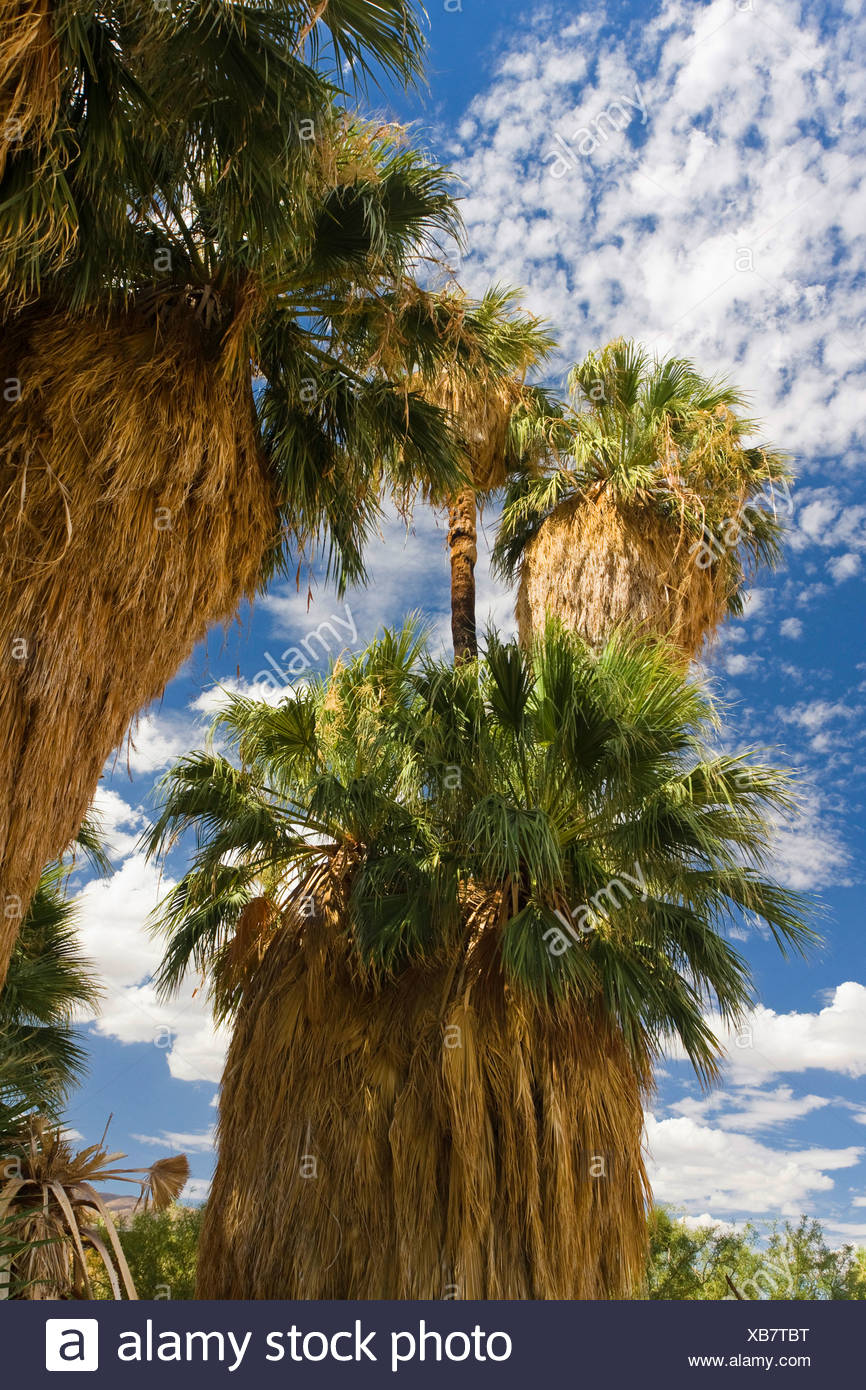 Californian Fan Palms High Resolution Stock Photography and Images - Alamy