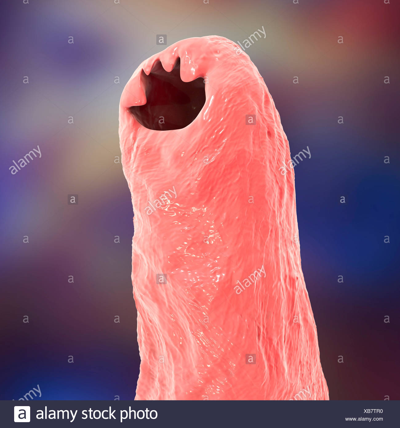 Human Hookworms High Resolution Stock Photography and Images - Alamy