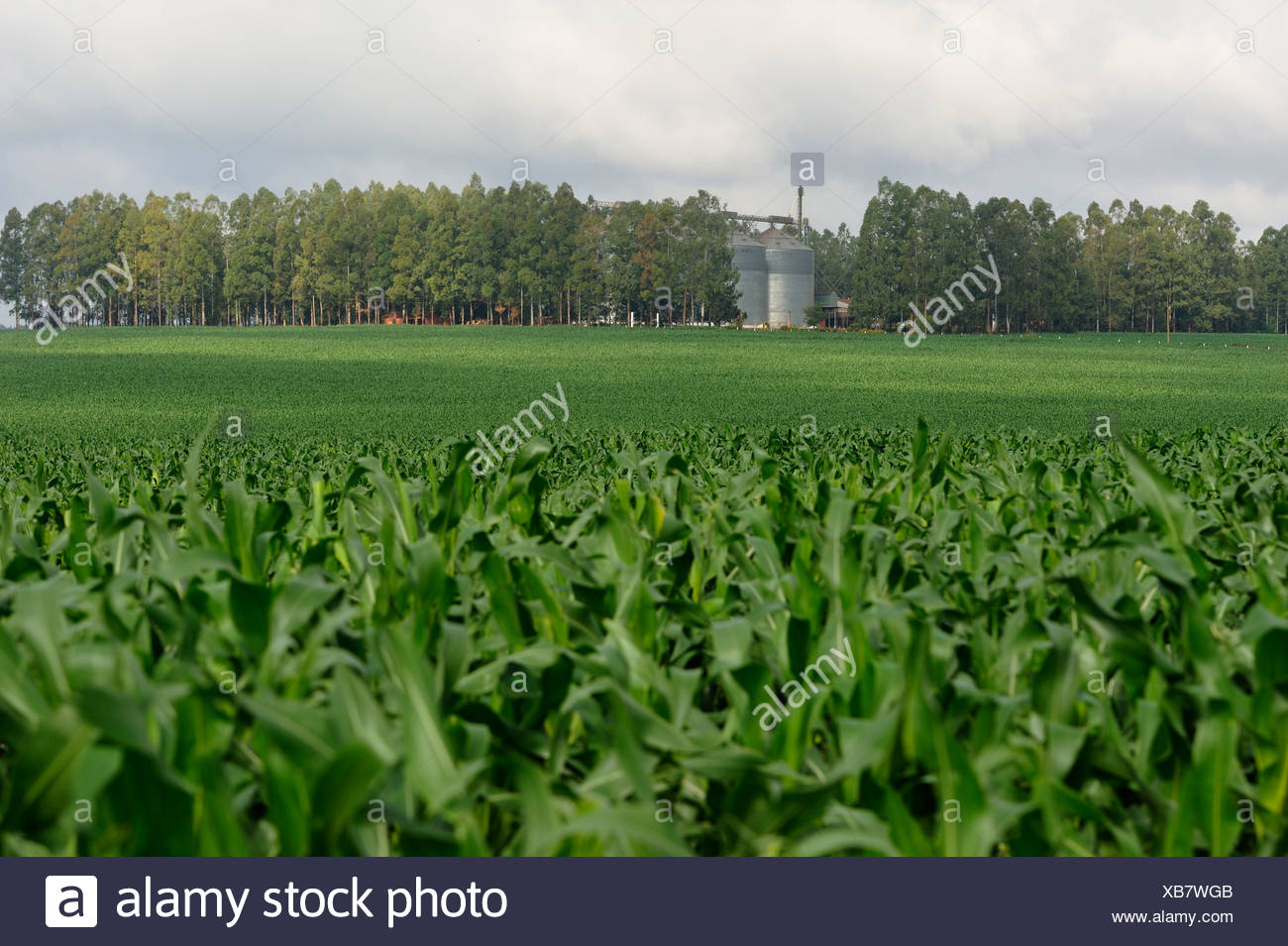 American Indian Corn Field High Resolution Stock Photography and Images ...