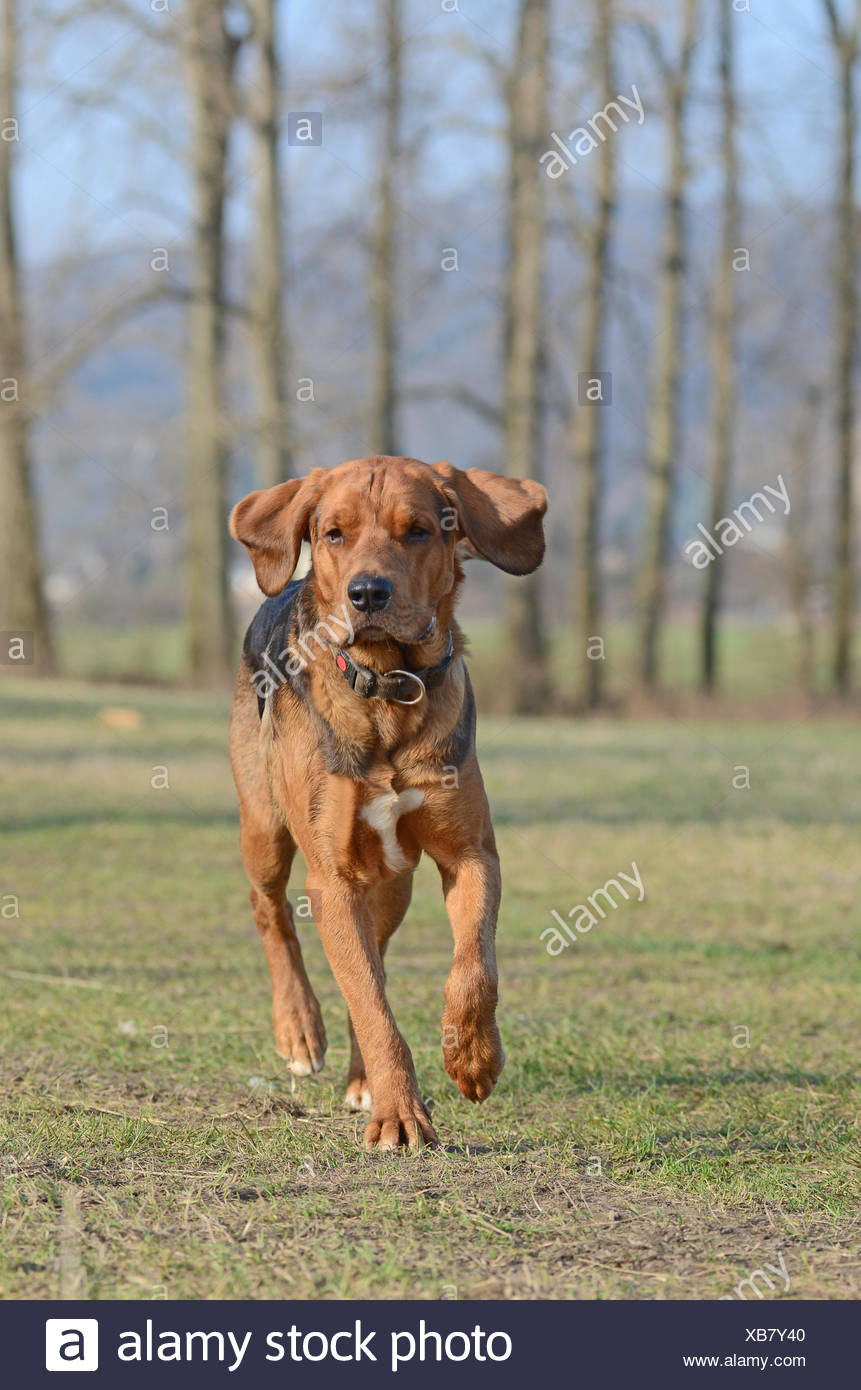 Sabueso Polaco High Resolution Stock Photography and Images - Alamy