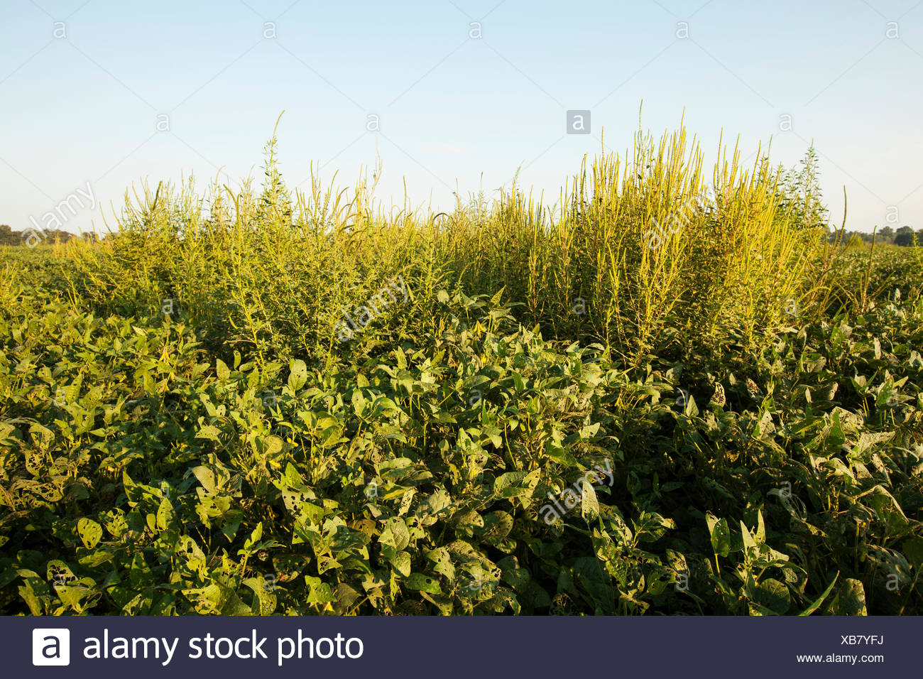 Careless Weed Stock Photos & Careless Weed Stock Images - Alamy