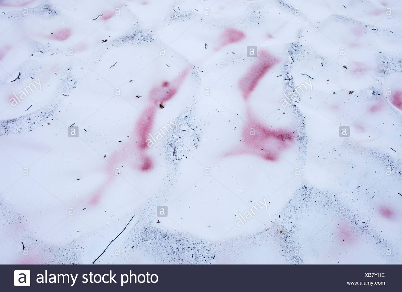 Chlamydomonas High Resolution Stock Photography and Images - Alamy