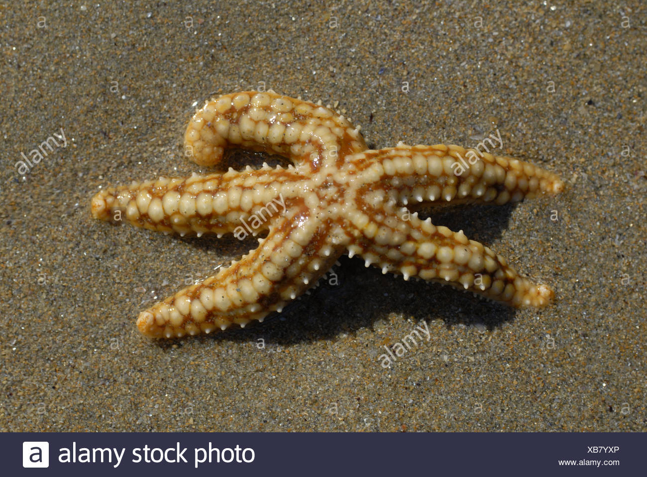 Star Shaped Sand Stock Photos & Star Shaped Sand Stock Images - Alamy
