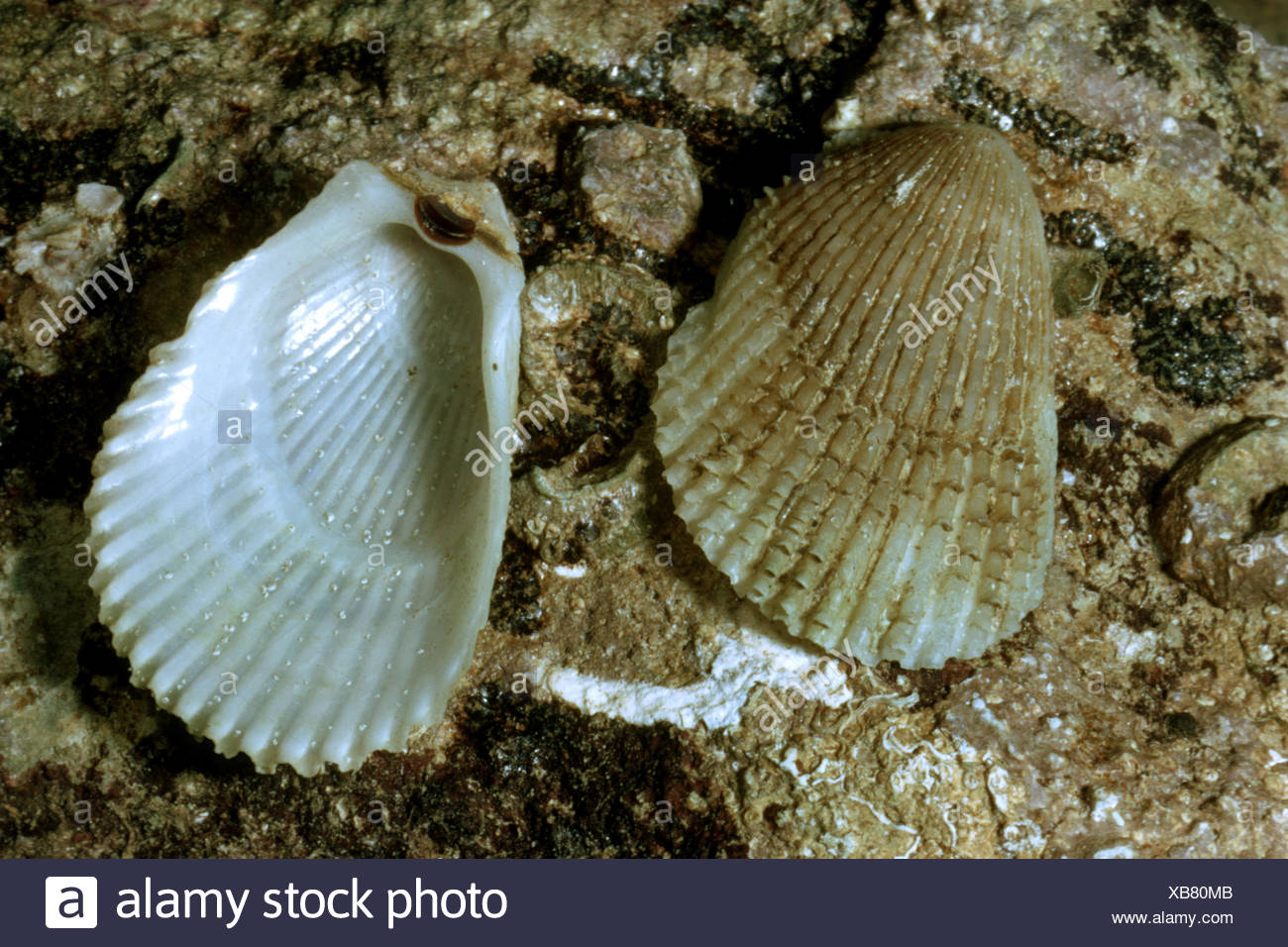 Fileclams High Resolution Stock Photography and Images - Alamy