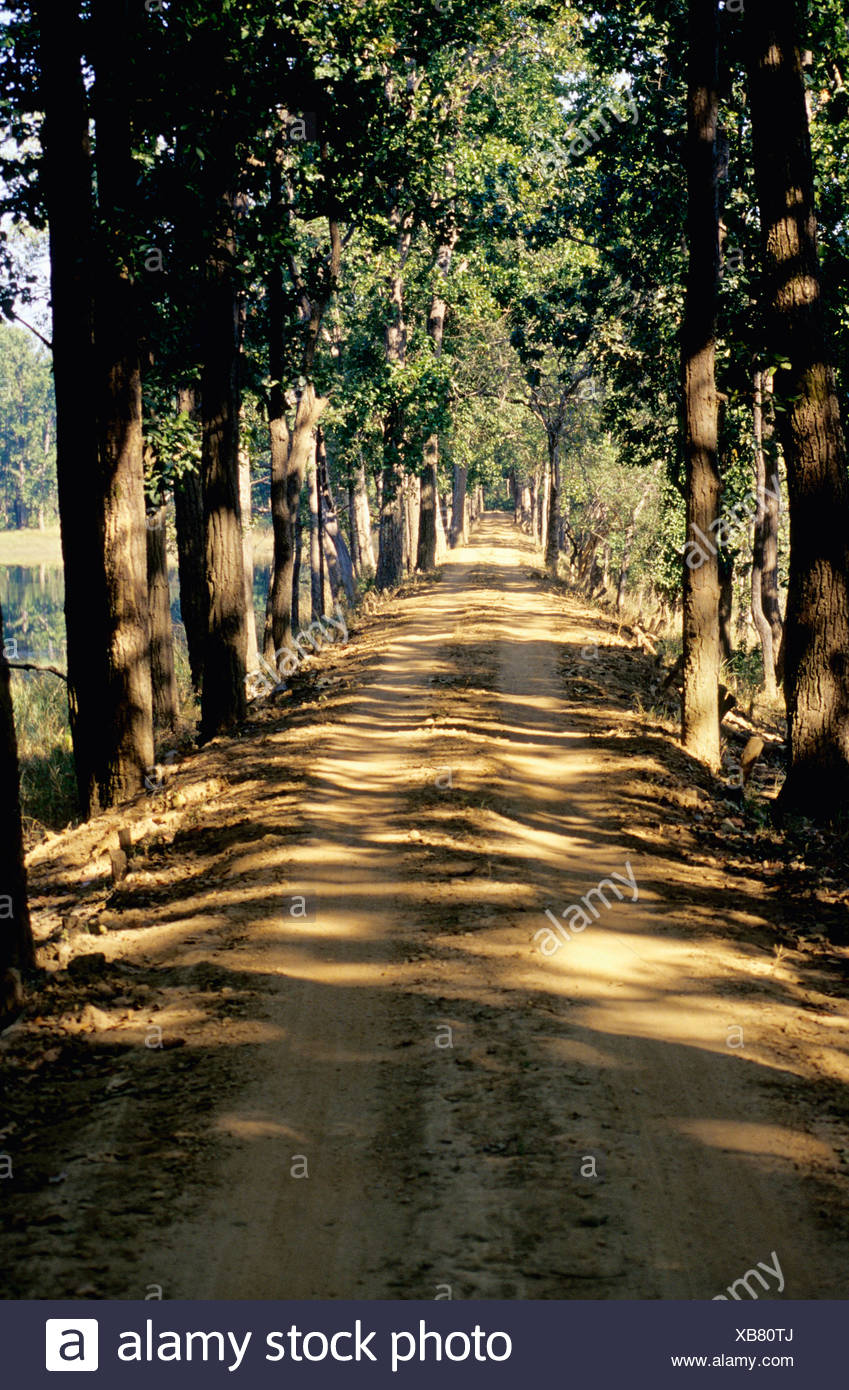 Sal Trees Stock Photos & Sal Trees Stock Images - Alamy