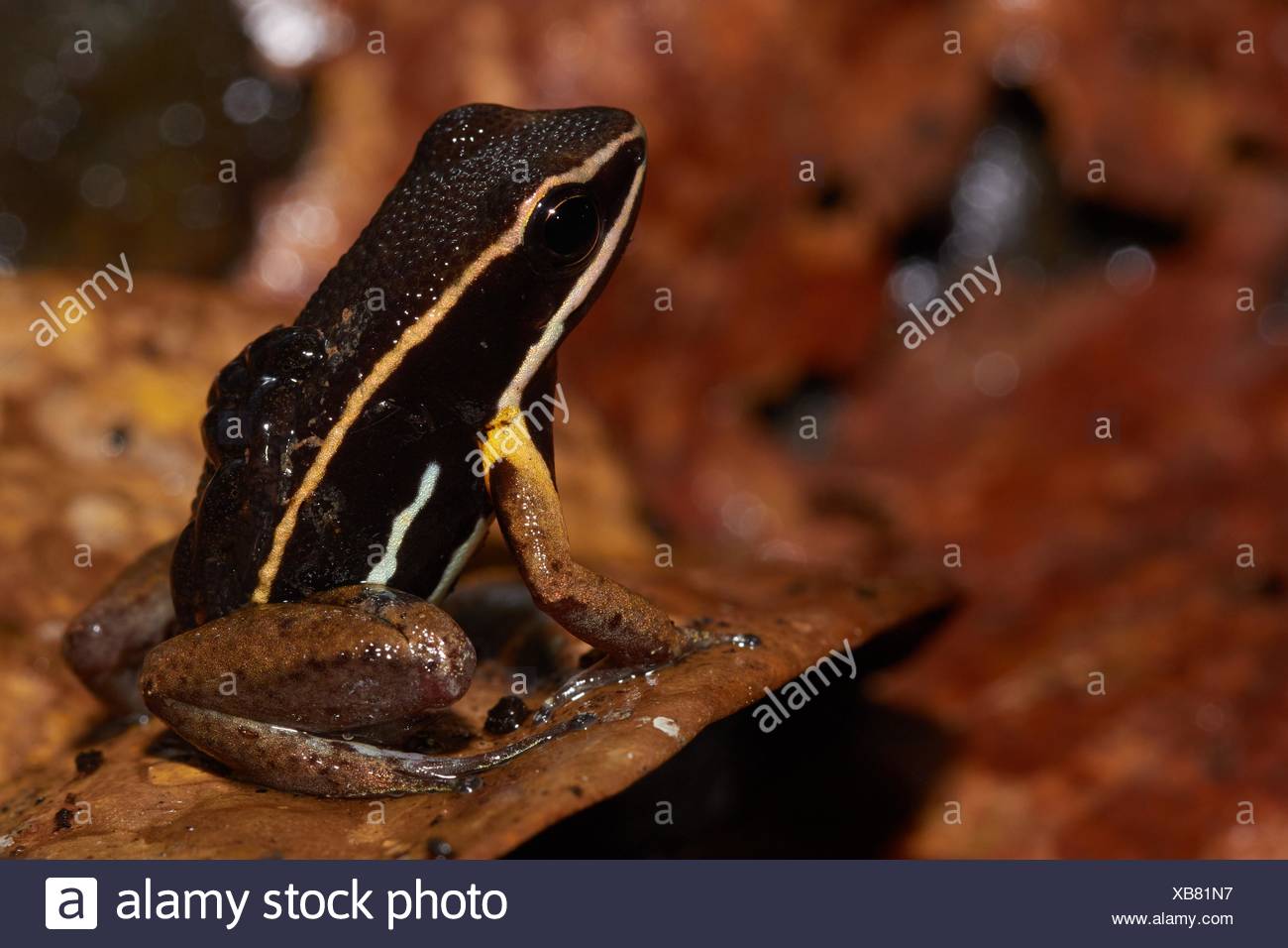 Transporting Tadpoles High Resolution Stock Photography and Images - Alamy
