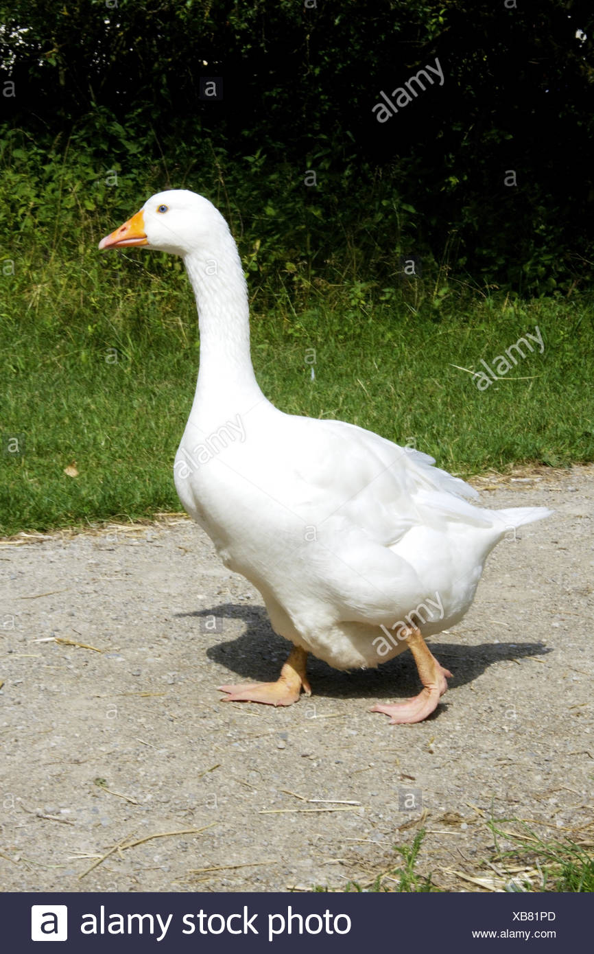 Happy Goose High Resolution Stock Photography and Images - Alamy