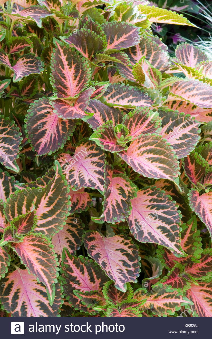 Coleus Wizard High Resolution Stock Photography and Images - Alamy