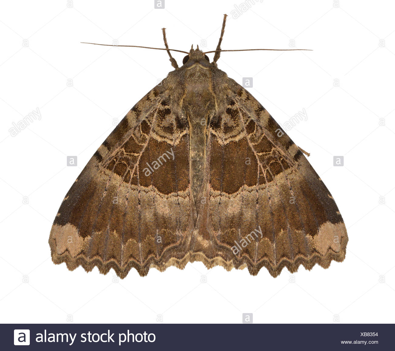 Old Lady Moth Stock Photos & Old Lady Moth Stock Images - Alamy