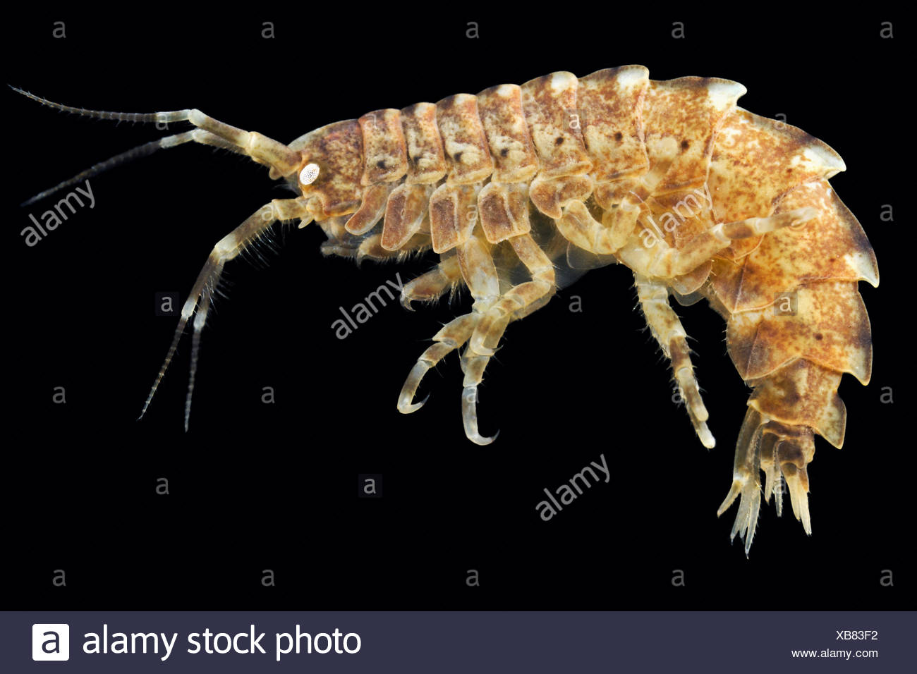 Amphipod Arctic High Resolution Stock Photography and Images - Alamy