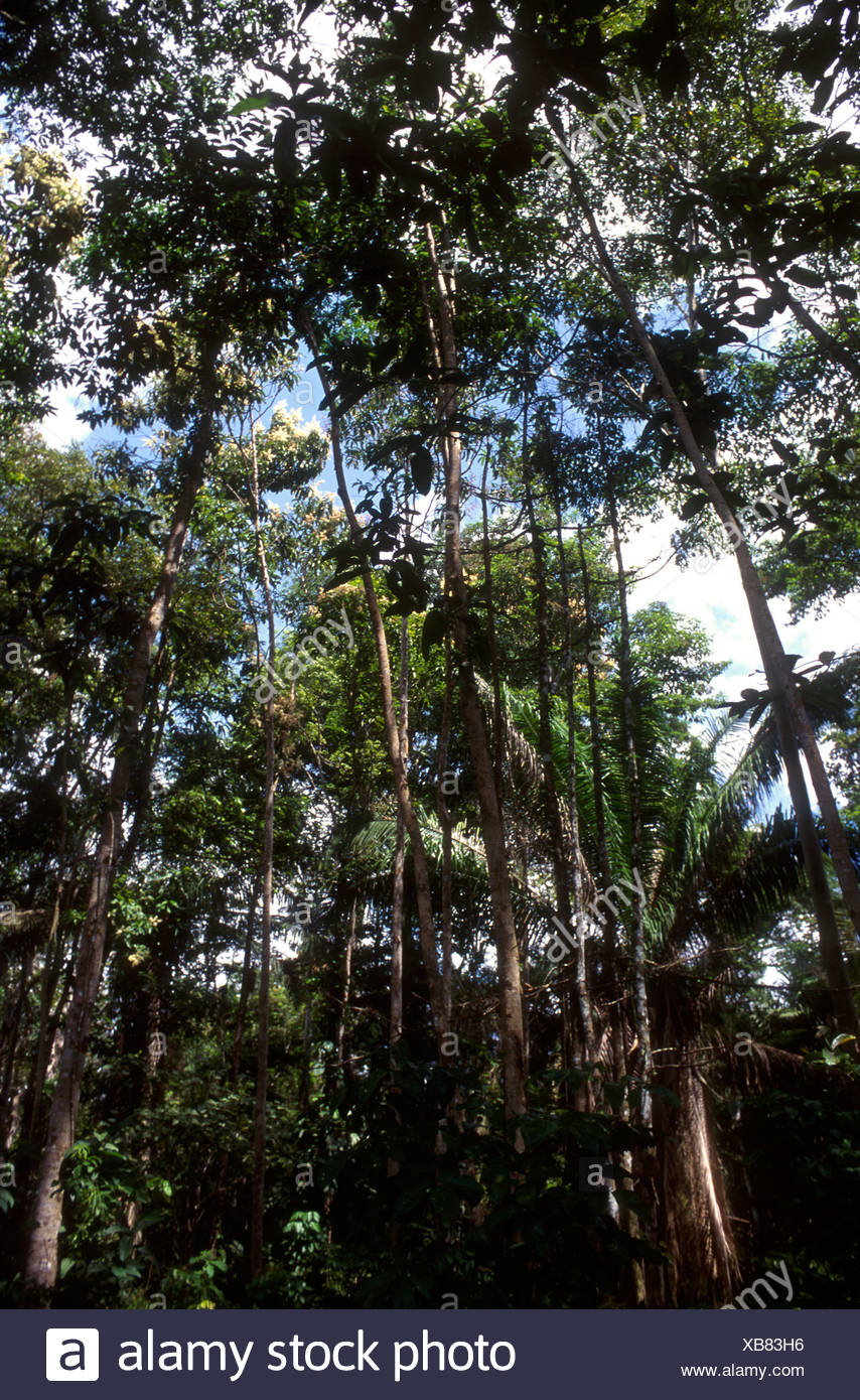 Pau Mulato Tree High Resolution Stock Photography and Images - Alamy