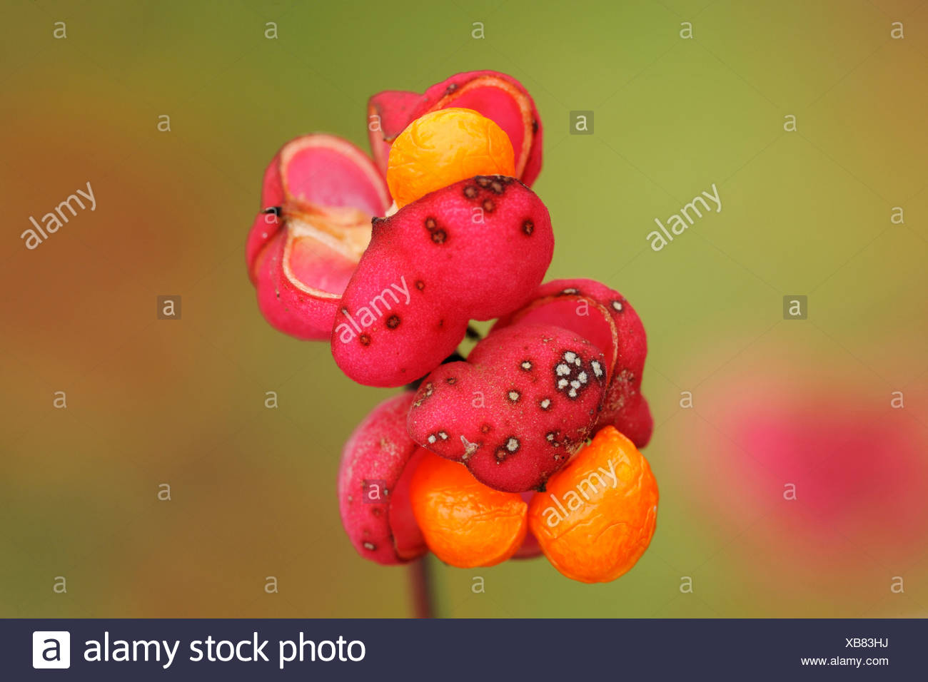 Euonymus Spindle Tree High Resolution Stock Photography and Images - Alamy