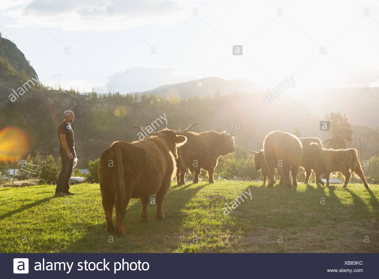 Man With Cow Stock Photos & Man With Cow Stock Images - Alamy