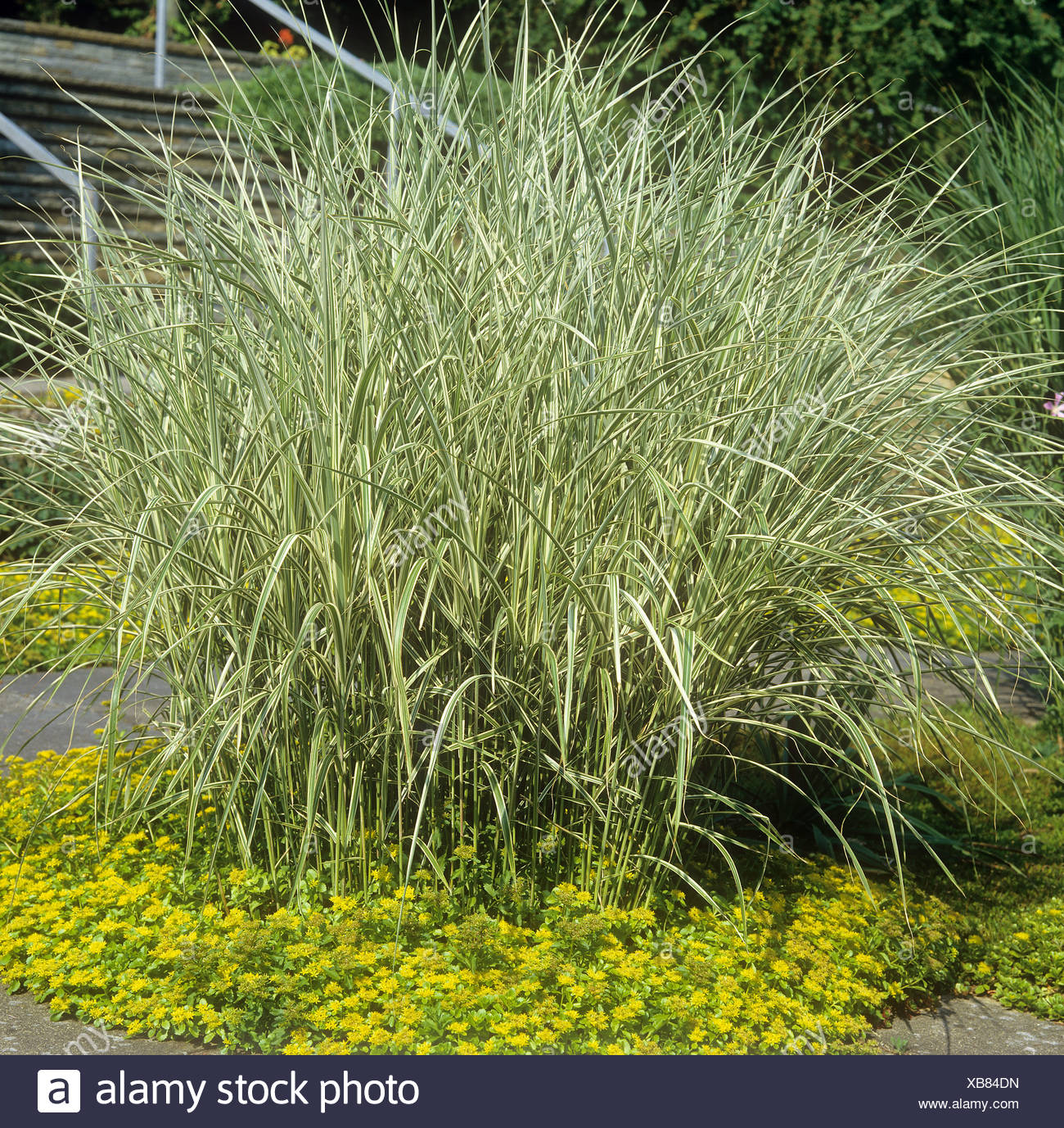 Miscanthus Sinensis Variegatus High Resolution Stock Photography and ...