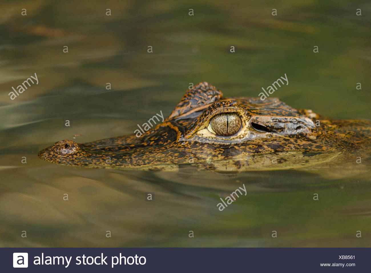 Spectacled Caiman Caiman Crocodilus High Resolution Stock Photography ...