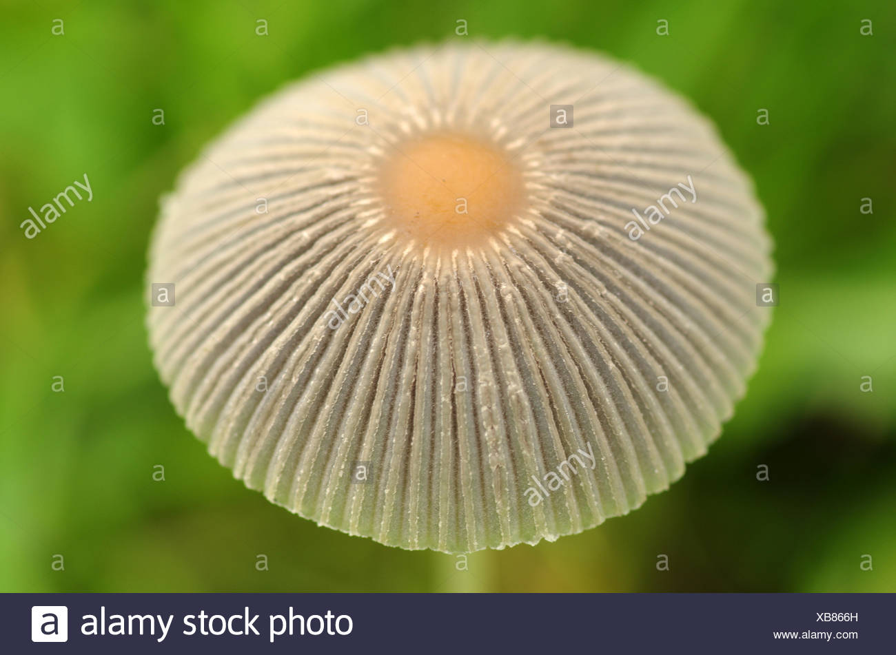 Little Japanese Umbrella Toadstool High Resolution Stock Photography ...