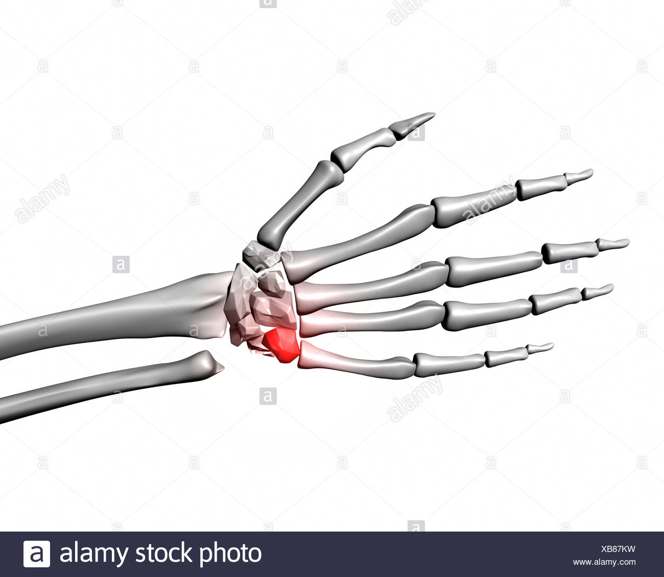 Hamate Bone High Resolution Stock Photography and Images - Alamy