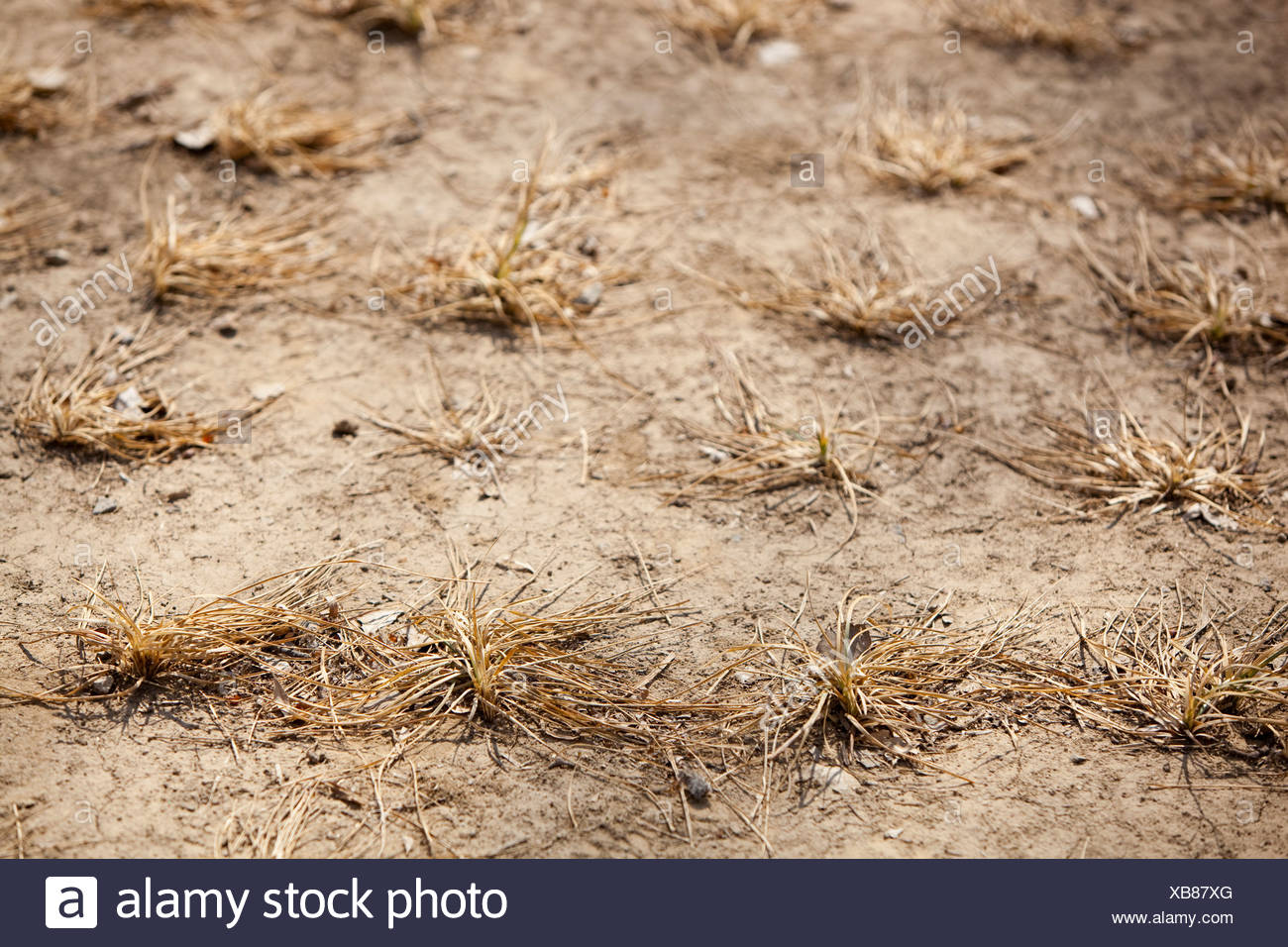 Crop Crops Dead Dry High Resolution Stock Photography and Images - Alamy