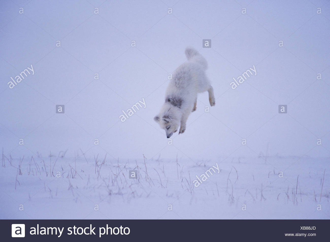 Arctic Fox Jumping High Resolution Stock Photography and Images - Alamy