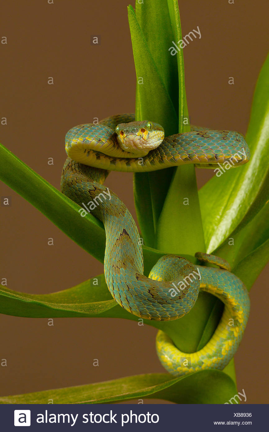 Speckled Forest Pit Viper High Resolution Stock Photography and Images ...
