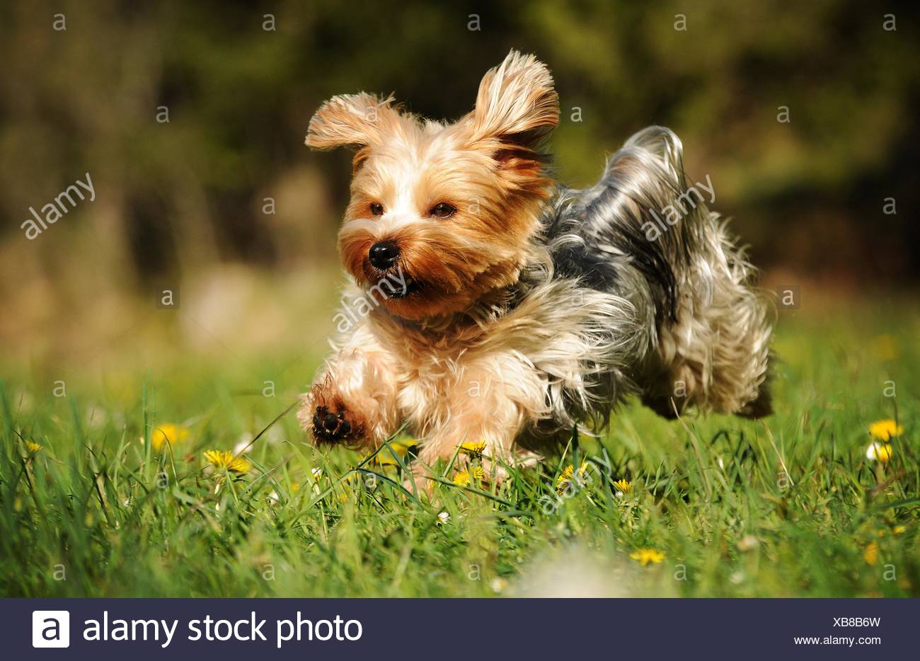 Yorkshire Running Horizontal High Resolution Stock Photography and ...