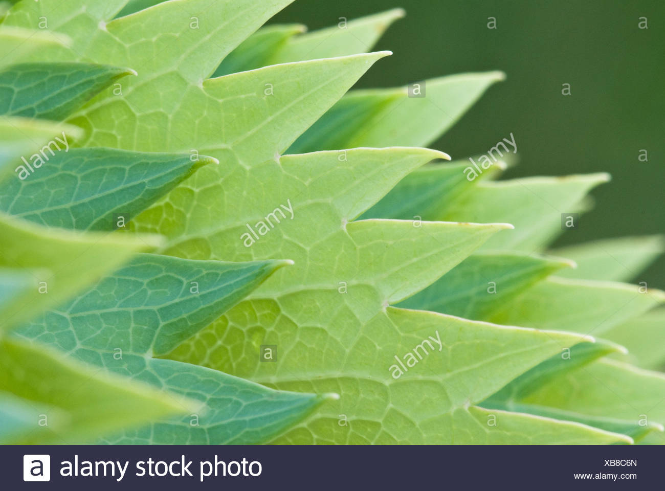 Serrated Leaves Stock Photos & Serrated Leaves Stock Images - Alamy