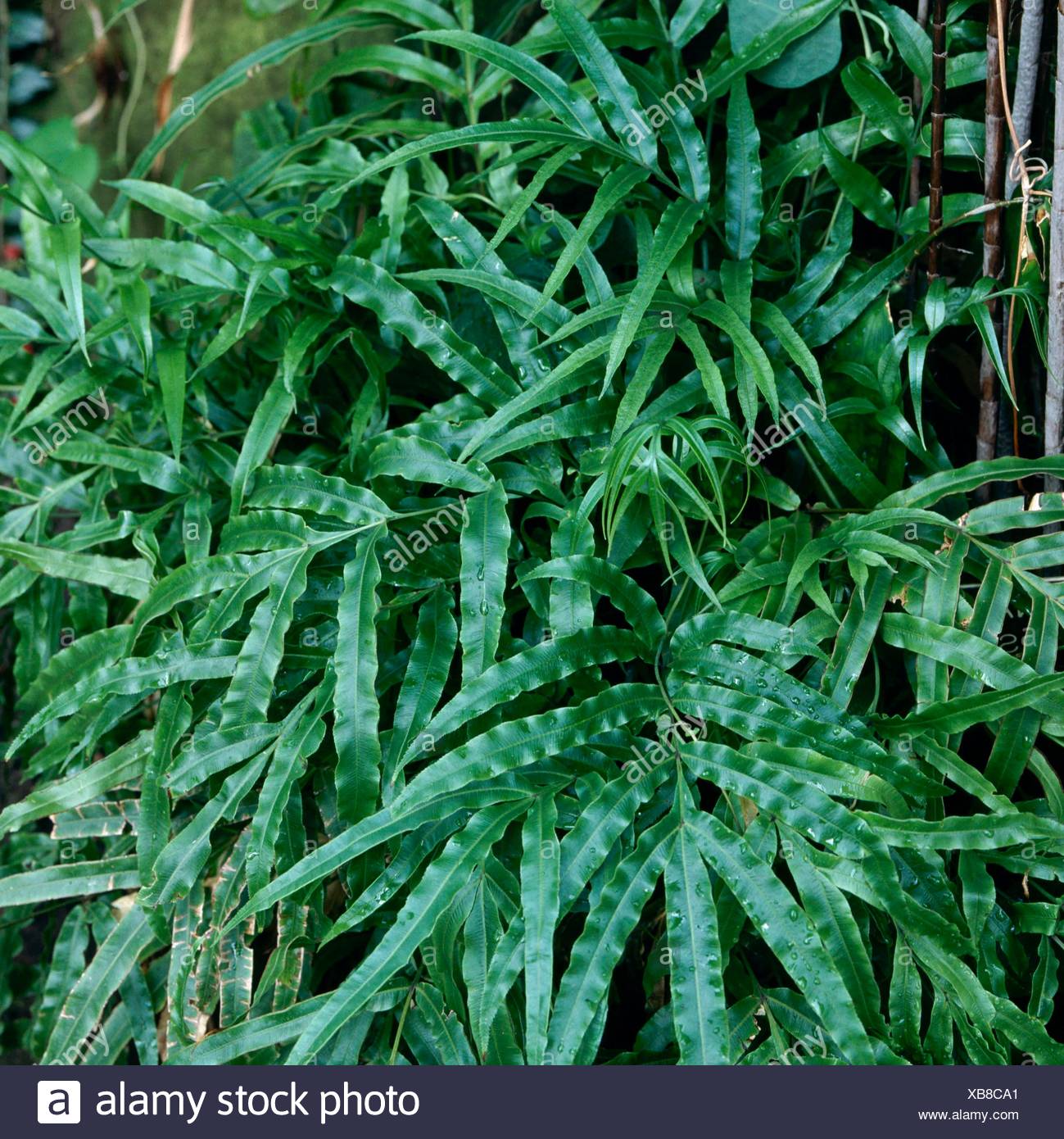 Pteris Cretica High Resolution Stock Photography and Images - Alamy