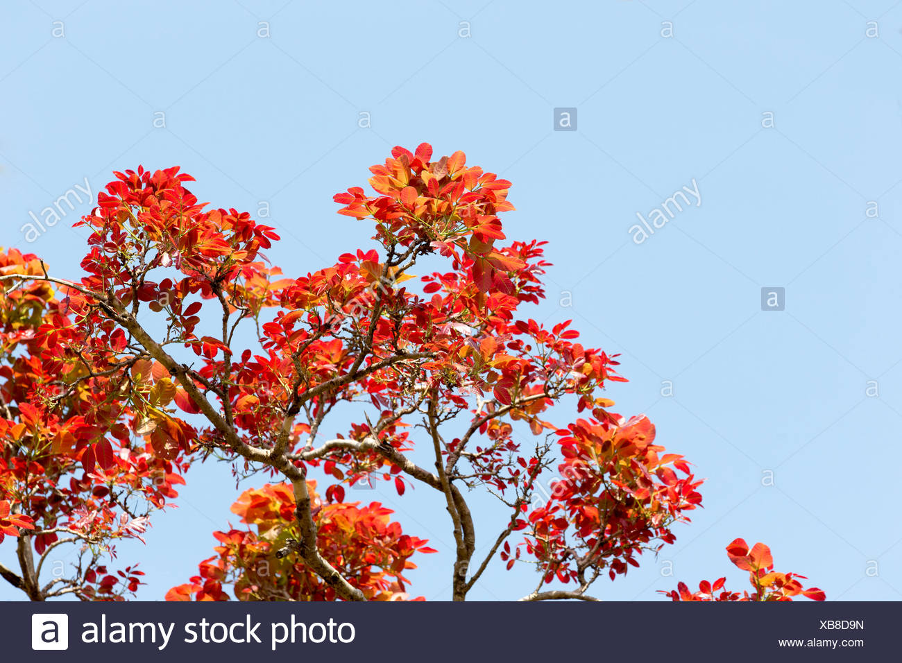 Palash Stock Photos & Palash Stock Images - Alamy