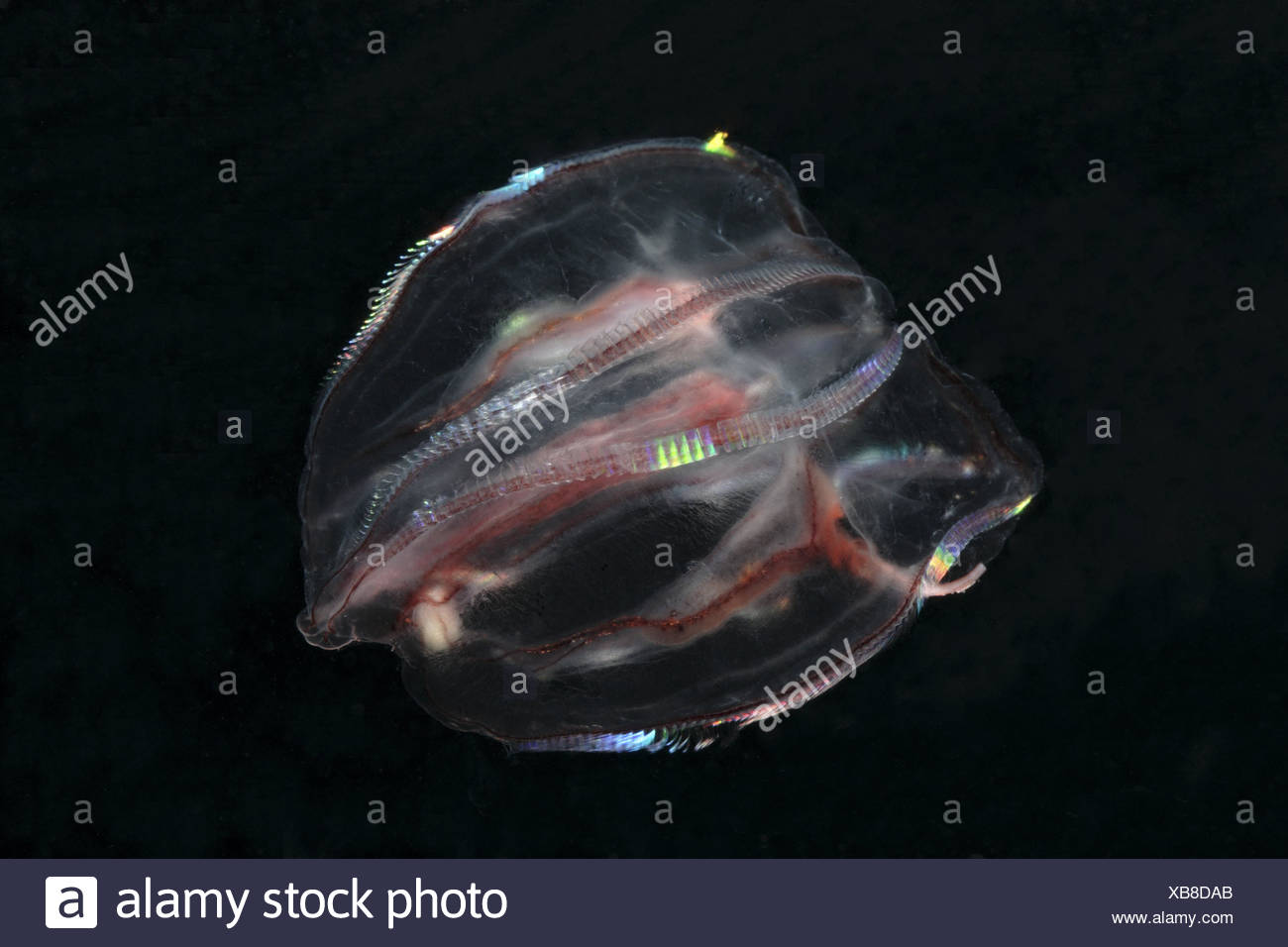Comb Jellyfish Stock Photos & Comb Jellyfish Stock Images - Alamy