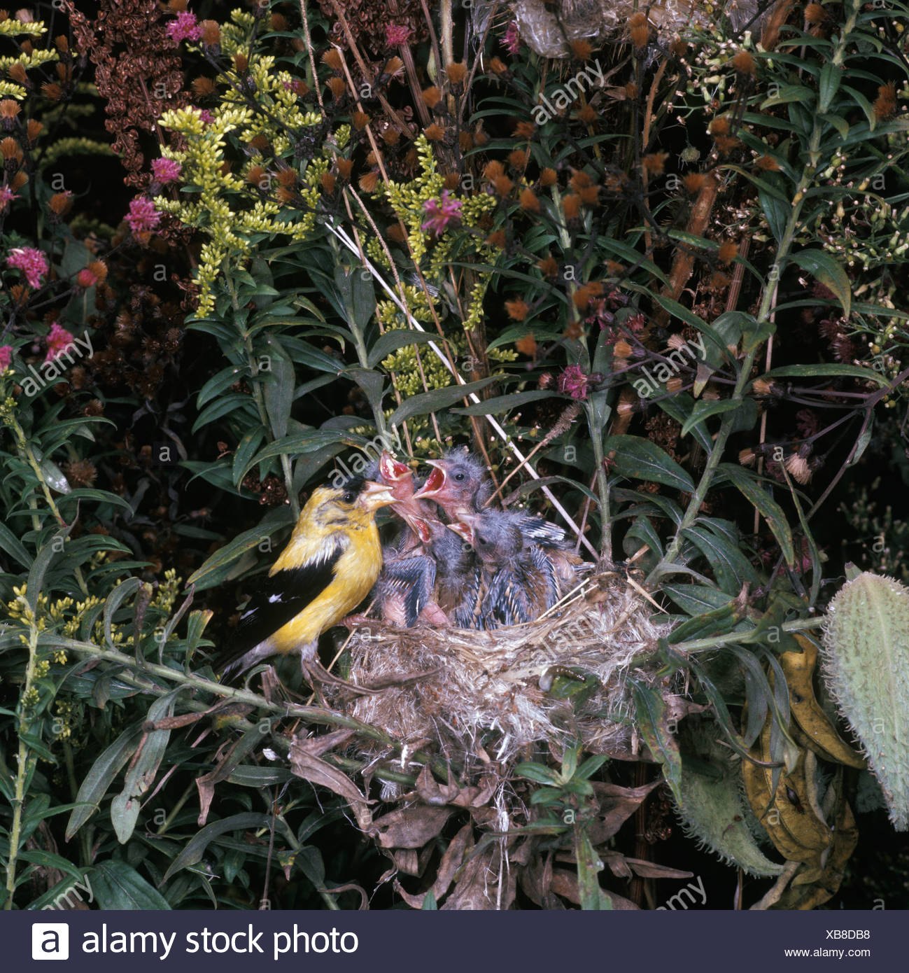 Goldfinch Nest Stock Photos & Goldfinch Nest Stock Images - Alamy