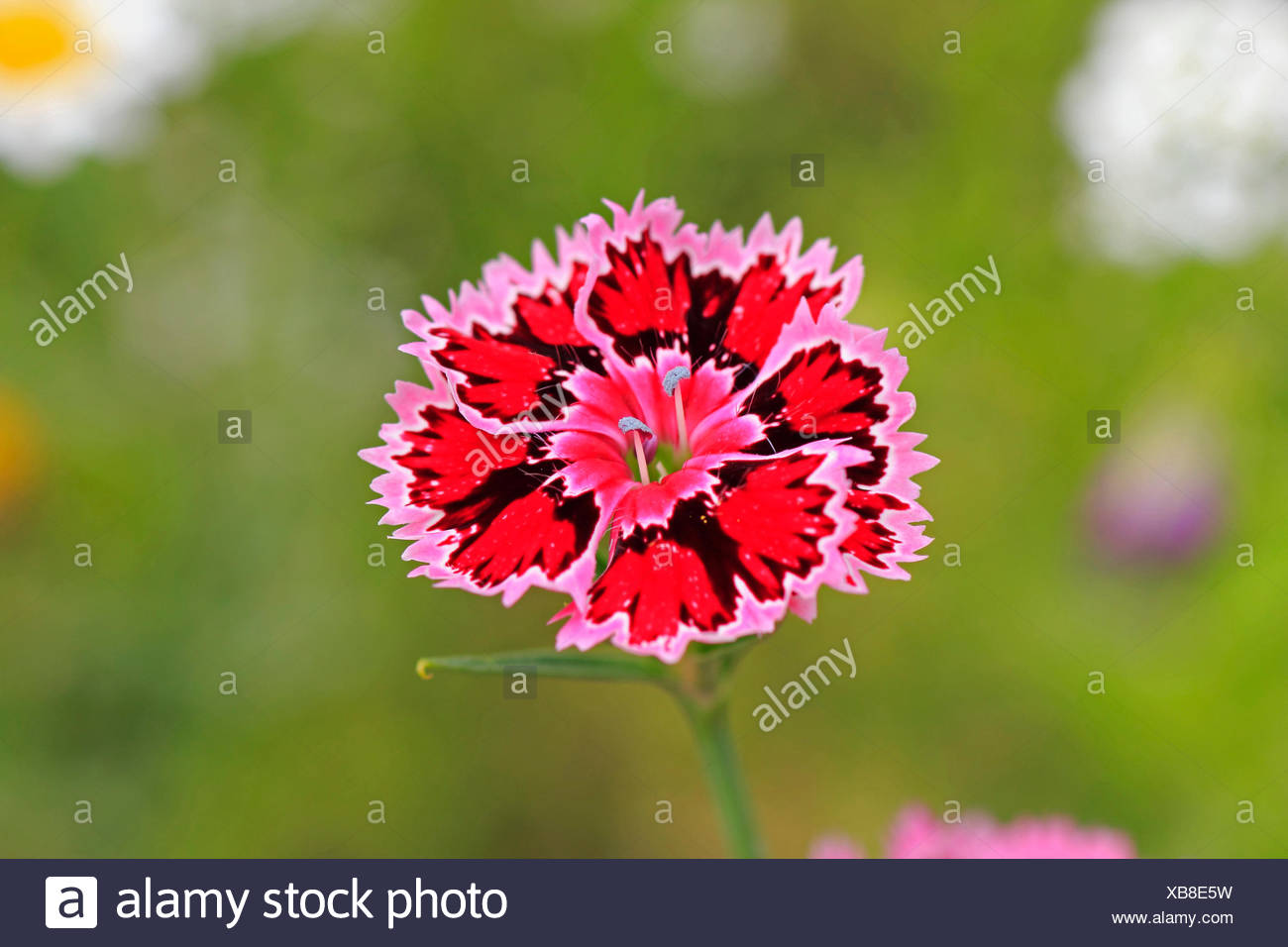 Sweet William Flower High Resolution Stock Photography and Images - Alamy